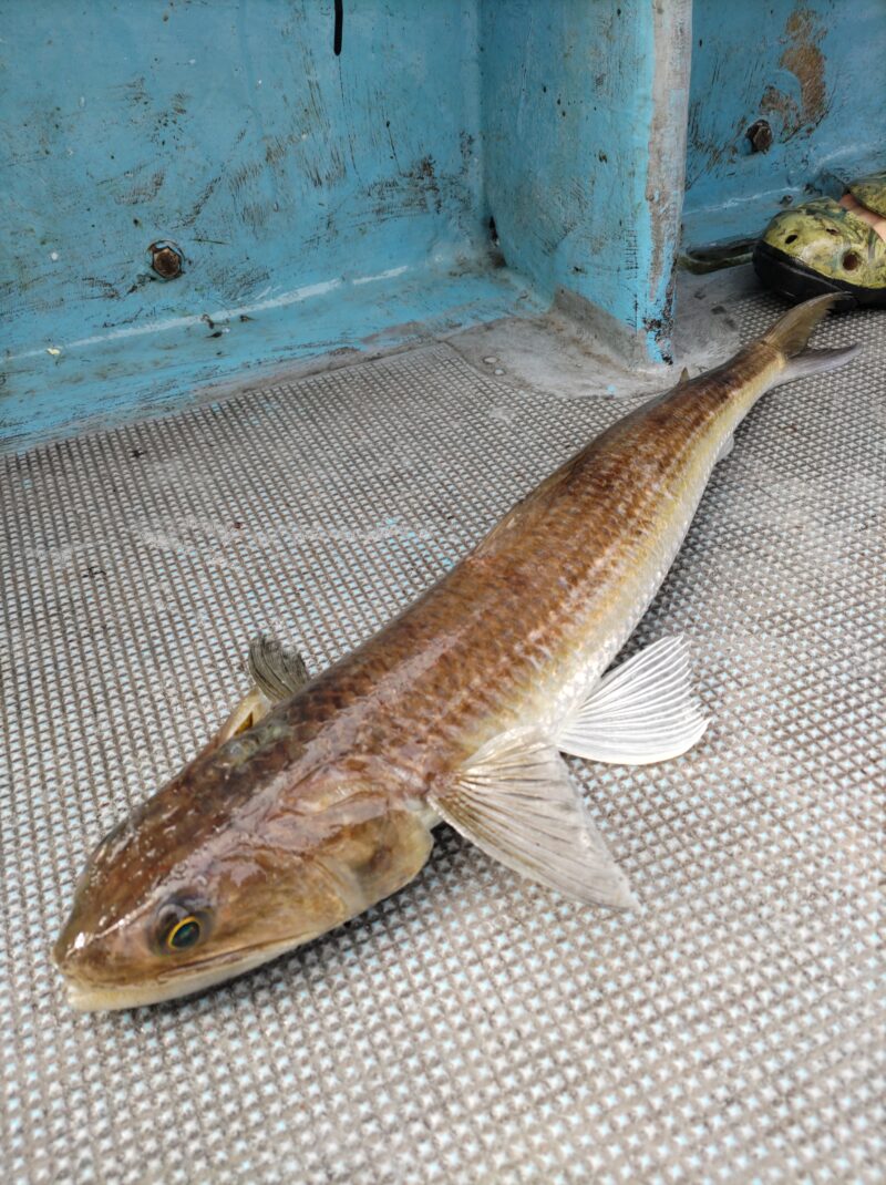 第3回 ESO-Cup 2025年6月29日開催 - 遊漁船 Only One(ｵﾝﾘｰﾜﾝ)